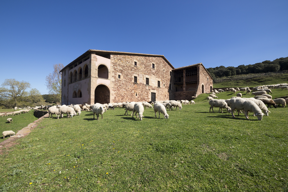 Magical Use of Rue by Shepherds in Spain – Magical Europe